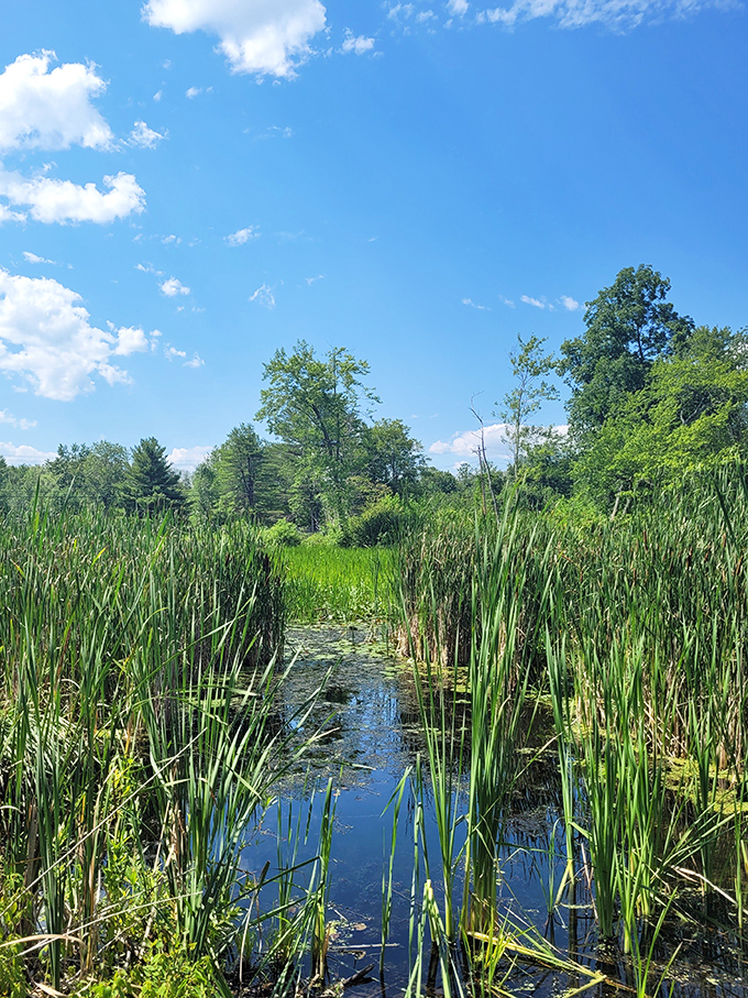 Nature's secret passageway. Cattails stand guard along this serene wetland channel, offering glimpses of Bomoseen's thriving ecosystem away from the crowds.