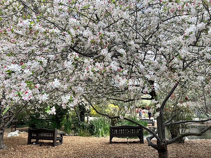 Cherry blossom season transforms ordinary benches into front-row seats to nature's most spectacular pink performance.