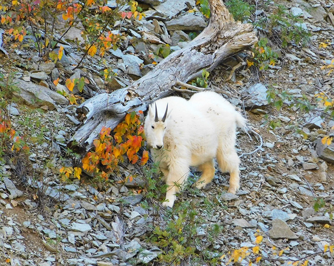 Mountain goats don't care about your Instagram&mdash;they're too busy being majestic against Spearfish's dramatic autumn backdrop.