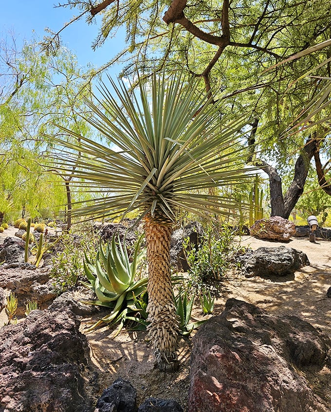 This yucca plant looks like it's auditioning for a Dr. Seuss illustration. Nature's sculpture garden includes this spiky showstopper.