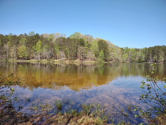 This granite dome commands respect, rising dramatically from the surrounding Piedmont landscape.