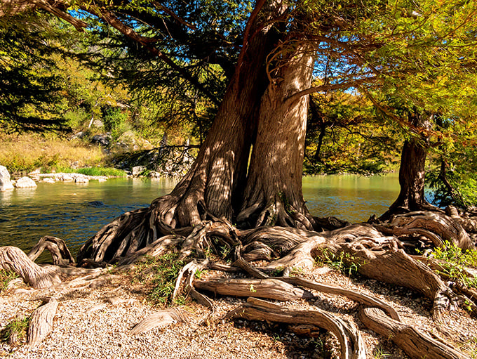 Ancient cypress trees stand guard along the Guadalupe River, their gnarly roots creating nature's perfect riverside seating.