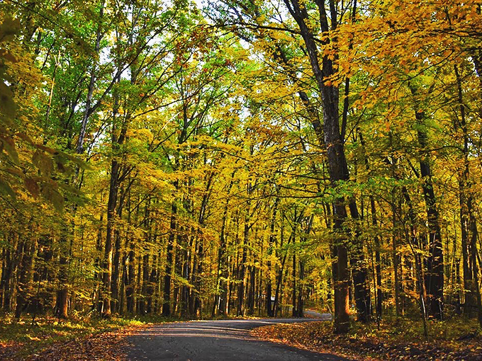 A golden canopy of towering trees that tells the story of changing seasons. Nature&rsquo;s vibrant masterpiece where every leaf has waited millennia to dazzle your eyes.