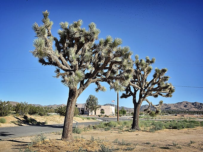 Yucca Valley's iconic Joshua trees frame a desert community where natural beauty meets affordable living.