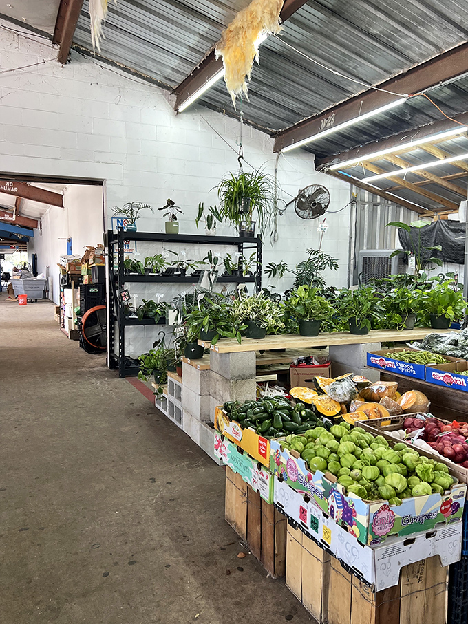 Green peppers, potted plants, and possibilities! This unassuming corner of the market might hold your next garden masterpiece or dinner ingredient.