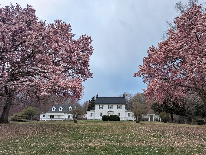 Spring's pink explosion! Cherry blossoms frame this historic home like Mother Nature's own Instagram filter.