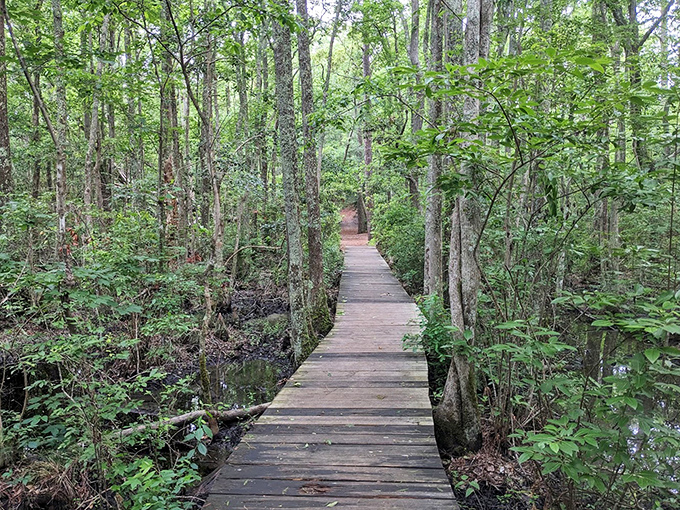 Nature's green cathedral! This boardwalk through First Landing's swampy forest feels like stepping into Jurassic Park minus the dinosaurs.