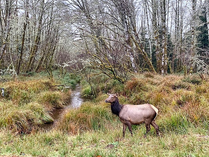 Military history preserved in peaceful surroundings. Fort Stevens' historic structures stand as silent sentinels of the past.