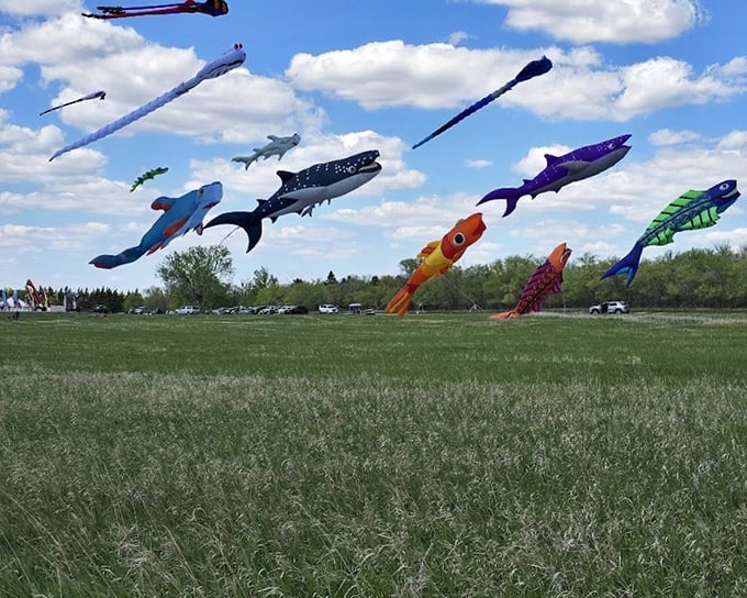 Fish flying through clouds? At Fort Stevenson's kite festival, the sky becomes an aquarium of colorful imagination.
