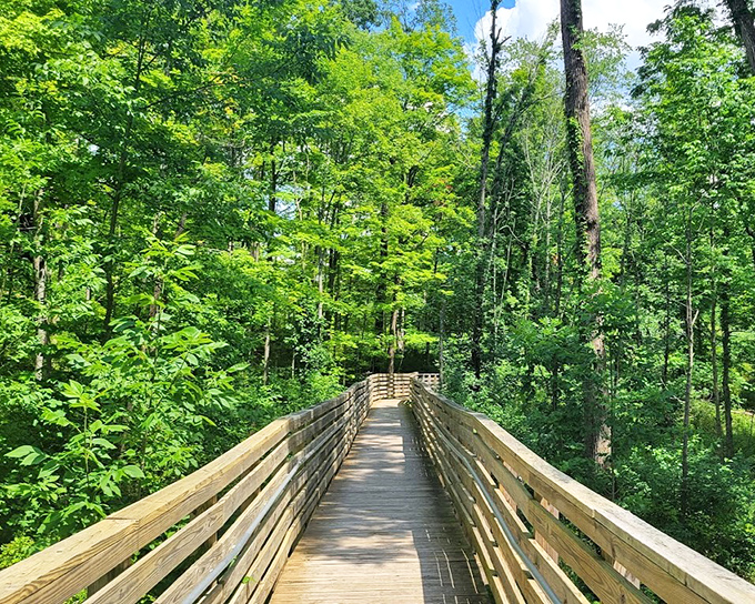 A boardwalk cutting through summer's green explosion. Punderson's wooden path invites you into nature's embrace.