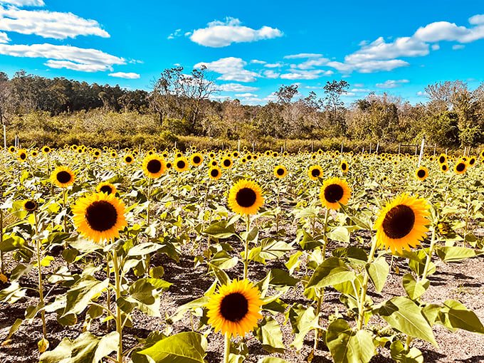 Amber Brooke Farms' sunflower fields create a sea of yellow happiness that would make even Van Gogh put down his brush and just enjoy the view.