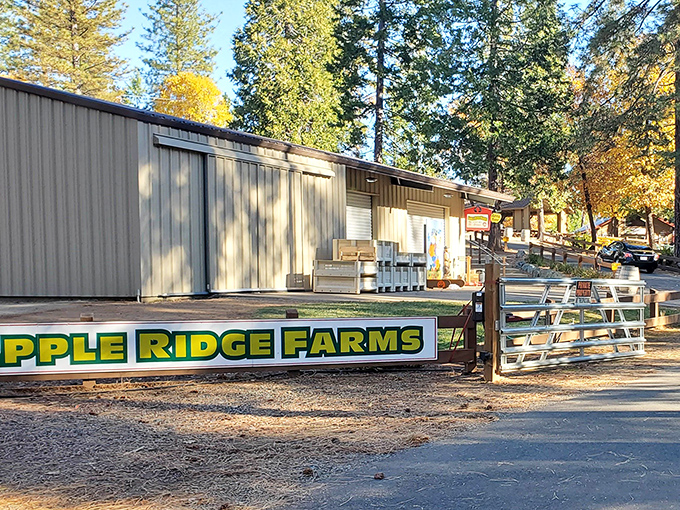 Apple Ridge Farms welcomes visitors with no-frills charm. This is where "farm-to-table" isn't a restaurant concept—it's just Tuesday.