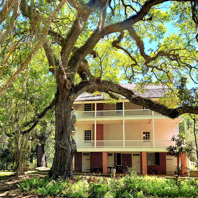 Oakley Plantation at Audubon State Historic Site stands proudly among ancient oaks. Audubon painted birds here; you'll want to capture everything.