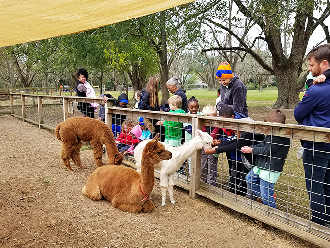 At local farms like this one, alpacas receive visitors with curious expressions that seem to ask, "Did you bring snacks or just your camera?"