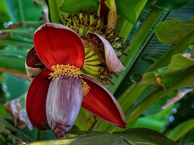This banana blossom looks like it's dressed for a tropical gala, flaunting colors that would make a sunset jealous. Nature's fashion statement in burgundy and gold.