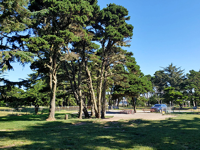 Towering shore pines create natural windbreaks in Bandon's parks, perfect for those days when your hairstyle would otherwise become an unintentional tribute to Einstein.