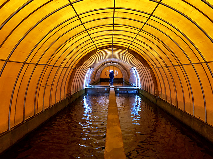 Not your average tunnel vision. Berlin's fish hatchery provides a fascinating glimpse into conservation efforts with an otherworldly glow.