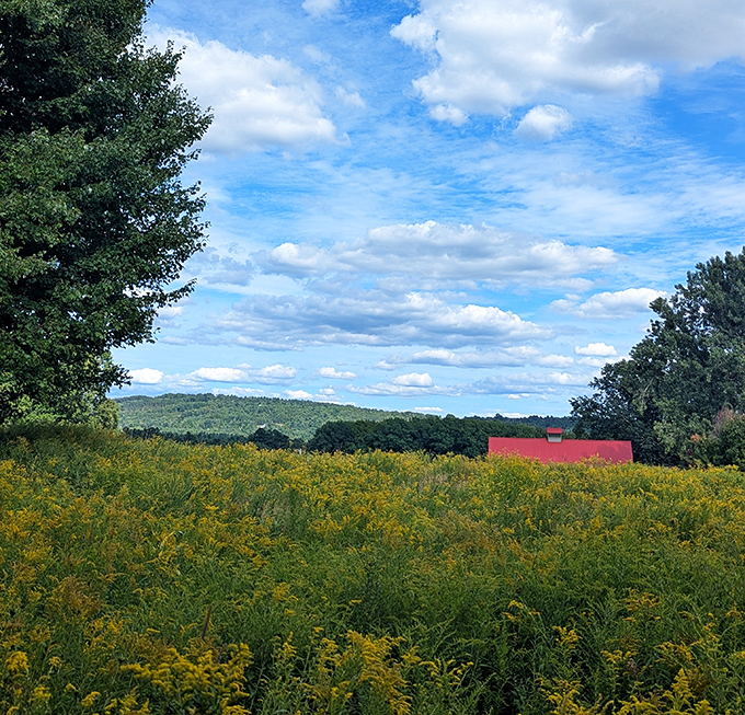 Vermont's golden fields stretch toward distant mountains, proving that Mother Nature was definitely showing off when she designed the Northeast Kingdom.