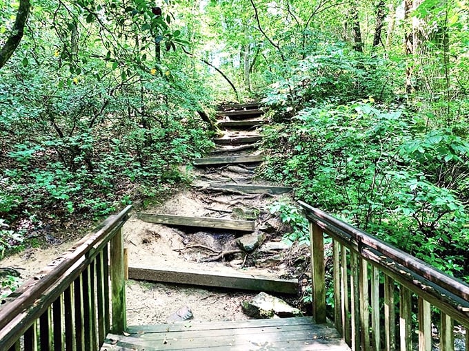 These forest steps lead to adventures unknown. Follow them and you might just forget you have a smartphone in your pocket.