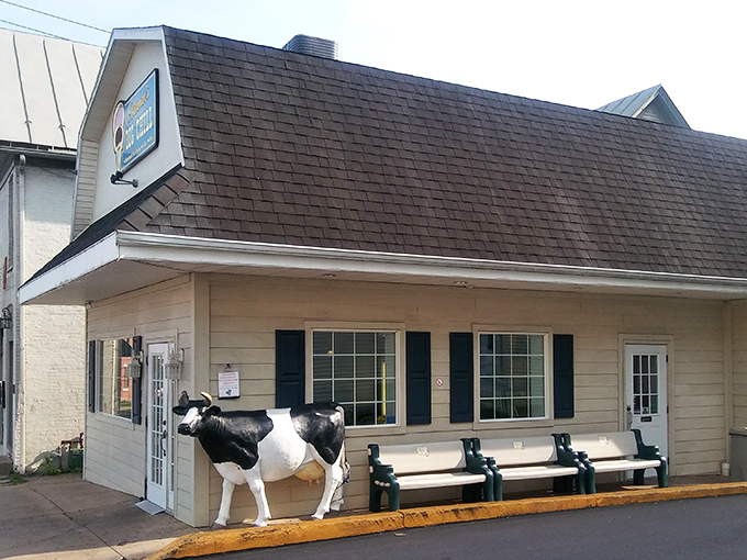 Nothing says small-town charm like a life-sized cow statue greeting customers&mdash;this ice cream shop proves Bloomsburg takes its dairy seriously.