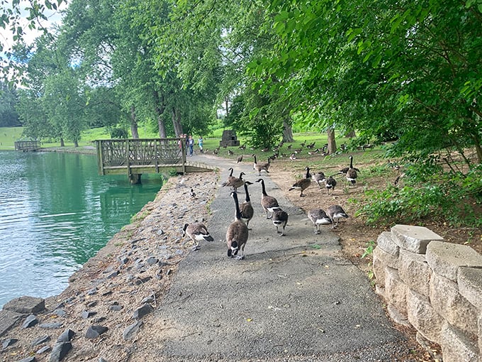 Geese holding an impromptu town meeting at Bynum Run Park &ndash; apparently discussing the superior bread crumbs of Bel Air.