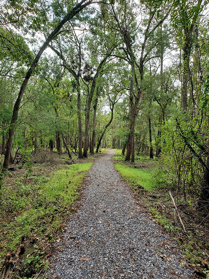 Nature carved this cathedral of trees at Cat Island Wildlife Refuge long before architects dreamed up Notre Dame. The silence speaks volumes.