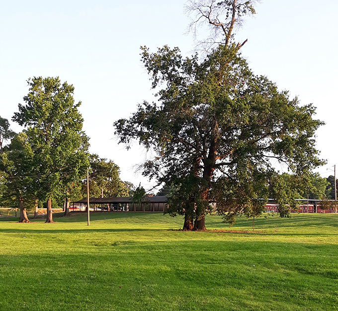 Propst Park's sprawling green space invites impromptu football games, picnics, or just cloud-watching beneath centuries-old trees that have seen it all.