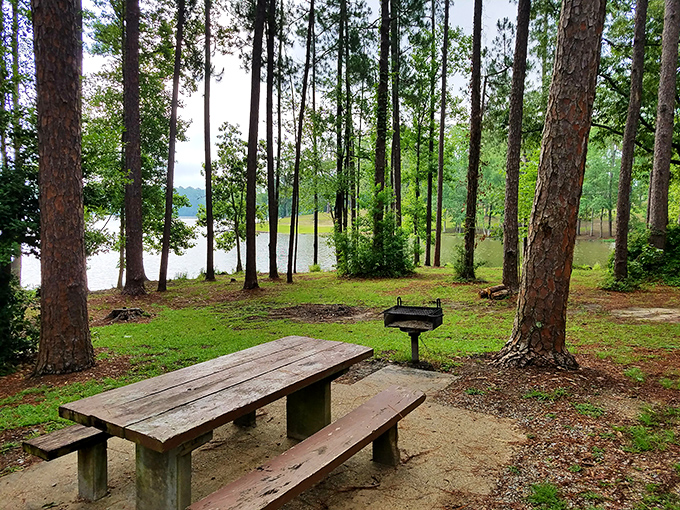 Picnic perfection achieved: One rustic table, two sturdy benches, and a million-dollar view between the pines. Lunch never had it so good.