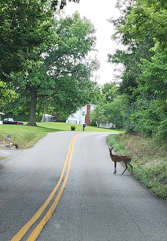 In Winchester, even the wildlife practices Southern hospitality. This deer pausing mid-commute is just another local enjoying the unhurried pace of life.