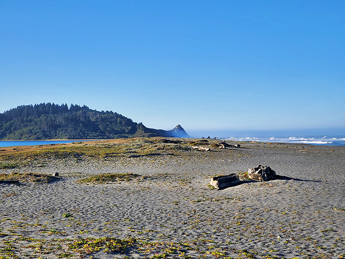 Nature's own beach decor department went all out here. Driftwood sculptures and mountain backdrops create a scene worthy of a premium desktop wallpaper.