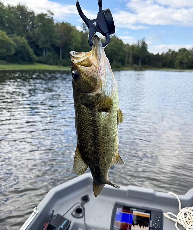 The fish at Mount Pisgah clearly didn't get the memo about playing hard to get. Dinner, anyone?