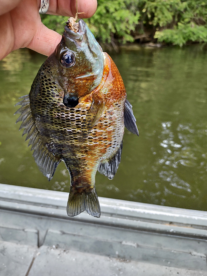 This beauty bit the hook and proved that Lake Chicot's fishing reputation isn't just talk from overly optimistic anglers.