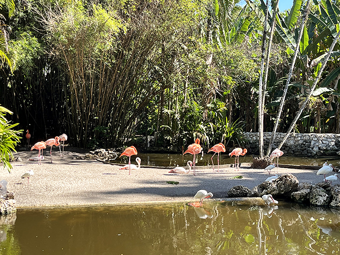 Flamingo happy hour! These iconic pink birds gather in their natural habitat, showing off the stance that inspired countless lawn ornaments across America.