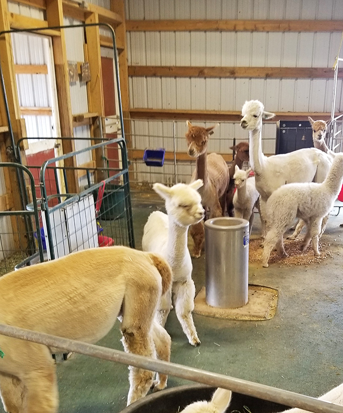 These alpacas seem to have retirement figured out better than most humans in Colorado.