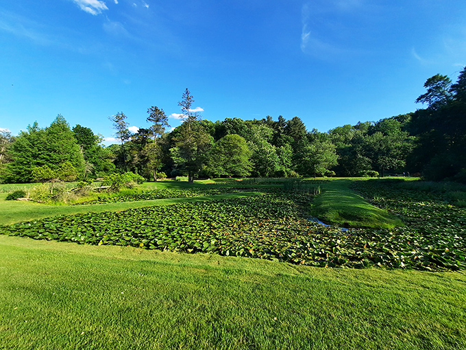 Forest Park's serene lily pond offers 735 acres of urban tranquility, proving that Springfield's natural beauty rivals its cultural attractions&mdash;all without admission fees.
