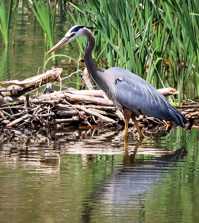 This great blue heron didn't get the memo about tourist season&mdash;he's too busy showing off his fishing skills in the pristine waters.