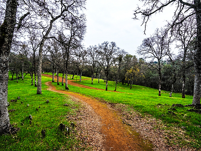 Hidden Falls Regional Park trails wind through oak-studded hills where the only rush hour involves squirrels and blue jays.