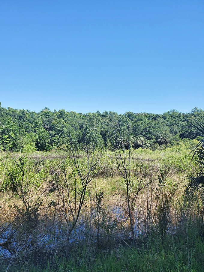 Mother Nature's masterclass in Florida wilderness &ndash; no admission fee, no closing time, just pure untamed beauty waiting for your Instagram feed.
