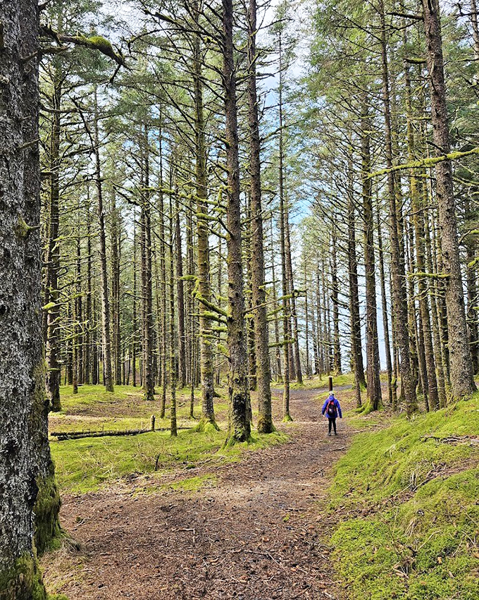 Tall, dark, and historical: This spruce forest trail invites hikers into a world where time slows down and cell service conveniently disappears.