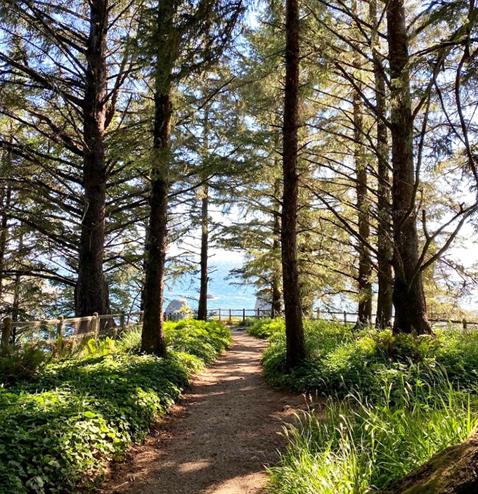 Sunlight dapples through towering sentinels, creating a natural cathedral ceiling above this inviting forest pathway to the sea.