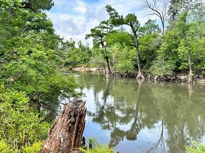 The Chipola River winds through Hinson Conservation Area like nature's answer to the question, "What if we made Florida extra pretty here?"