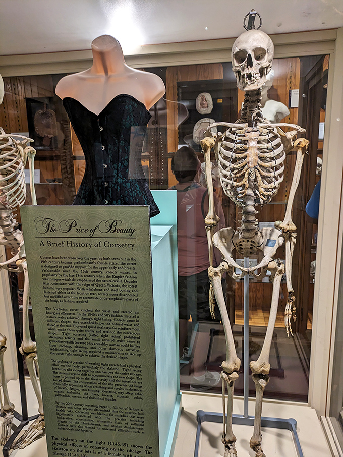 "The Price of Beauty" exhibit juxtaposes Victorian fashion with its skeletal consequences &ndash; turns out that hourglass figure came with some serious internal rearrangement.