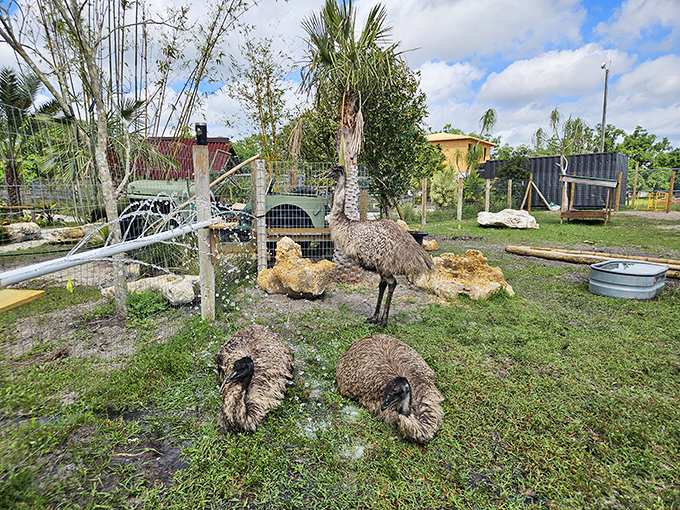 At Jungle Doria's Wildlife Park, emus and other exotic creatures remind visitors that Florida's wildlife scene goes way beyond alligators and snowbirds.