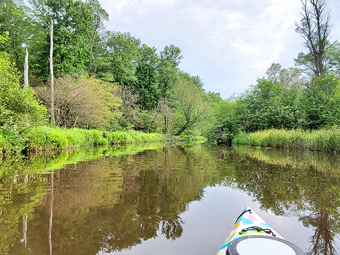Paddling through Chapman's quiet waterways offers the kind of peace therapists charge $200 an hour for. Nature's bargain.