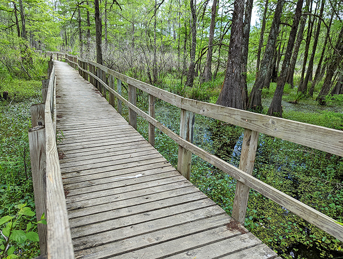 Nature's boardwalk through cypress-tupelo swamps &ndash; where alligators have the right of way and photographers find paradise.