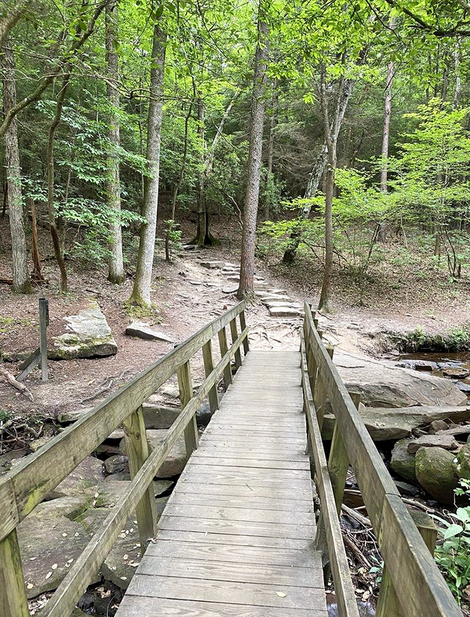 Nature's red carpet treatment. This wooden footbridge invites you deeper into the forest where cell service fades and wonder takes over.