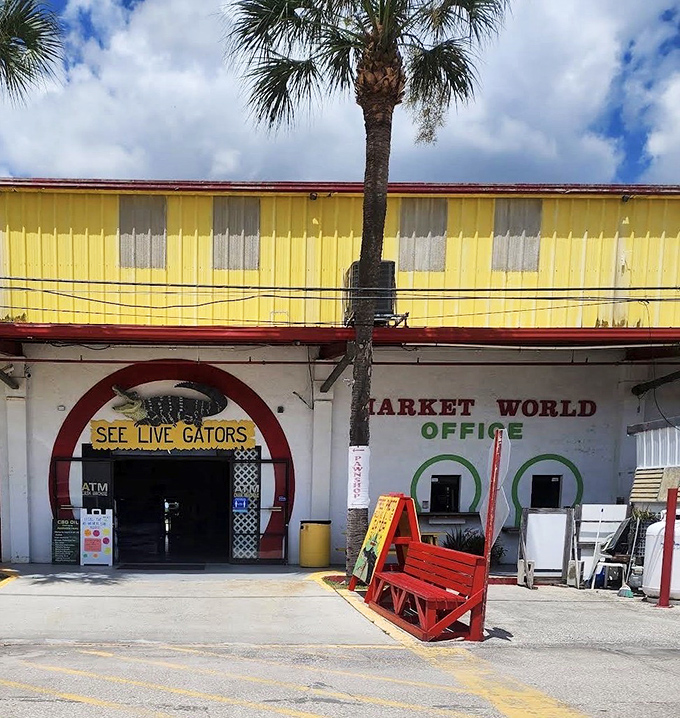 The Market World office proudly announces "SEE LIVE GATORS" &ndash; because what's a Florida attraction without our scaly state ambassadors?