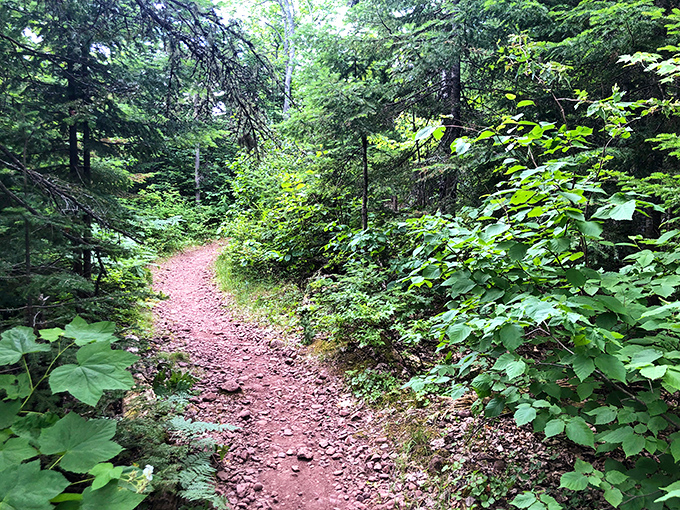Mother Nature's own hiking trail, where the reddish soil creates paths through verdant forest that feel like they're leading to some magical woodland secret.