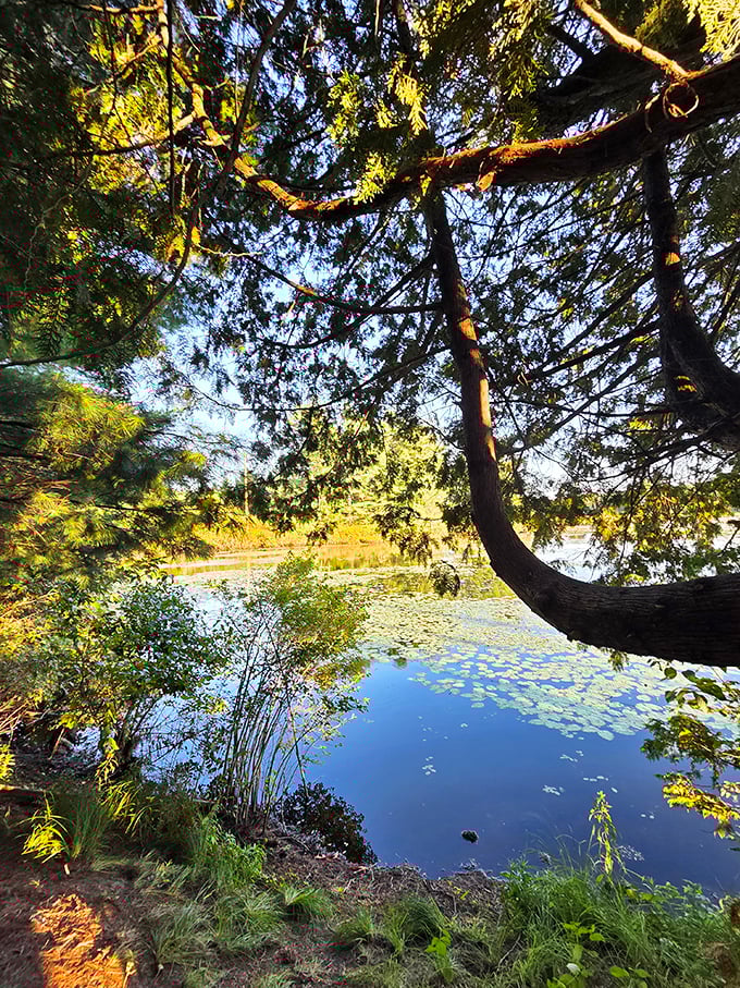 Tranquility doesn't come with a premium price tag here. This serene pond view is the kind of natural therapy that doesn't require insurance approval.
