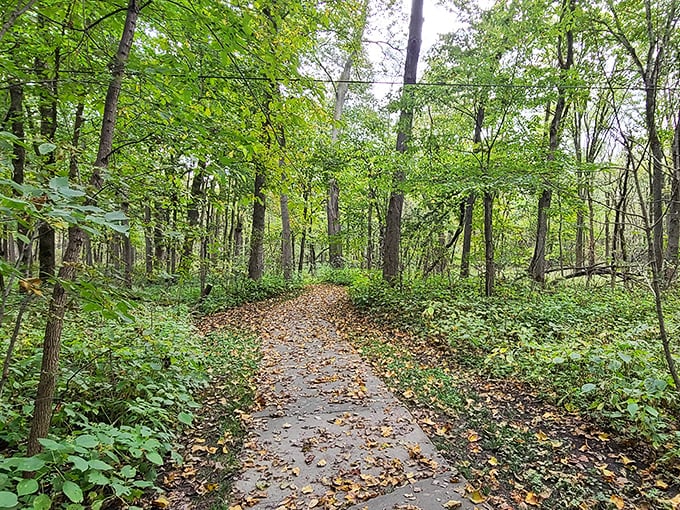 Nature's cathedral awaits on Winterset's wooded trails, where dappled sunlight creates a stained-glass effect through the leafy canopy. Communion with squirrels guaranteed.